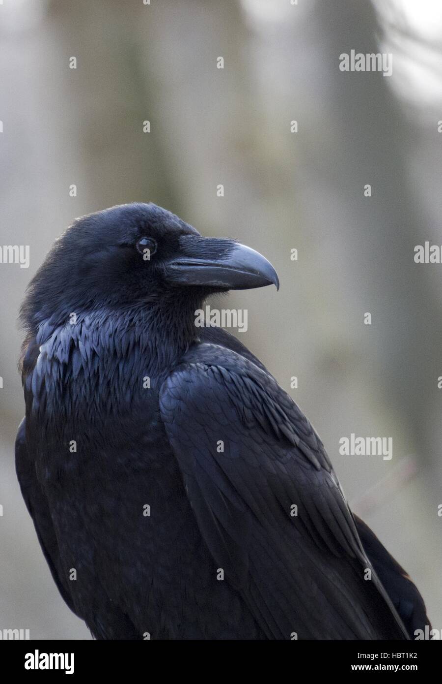 Northern raven hi-res stock photography and images - Alamy