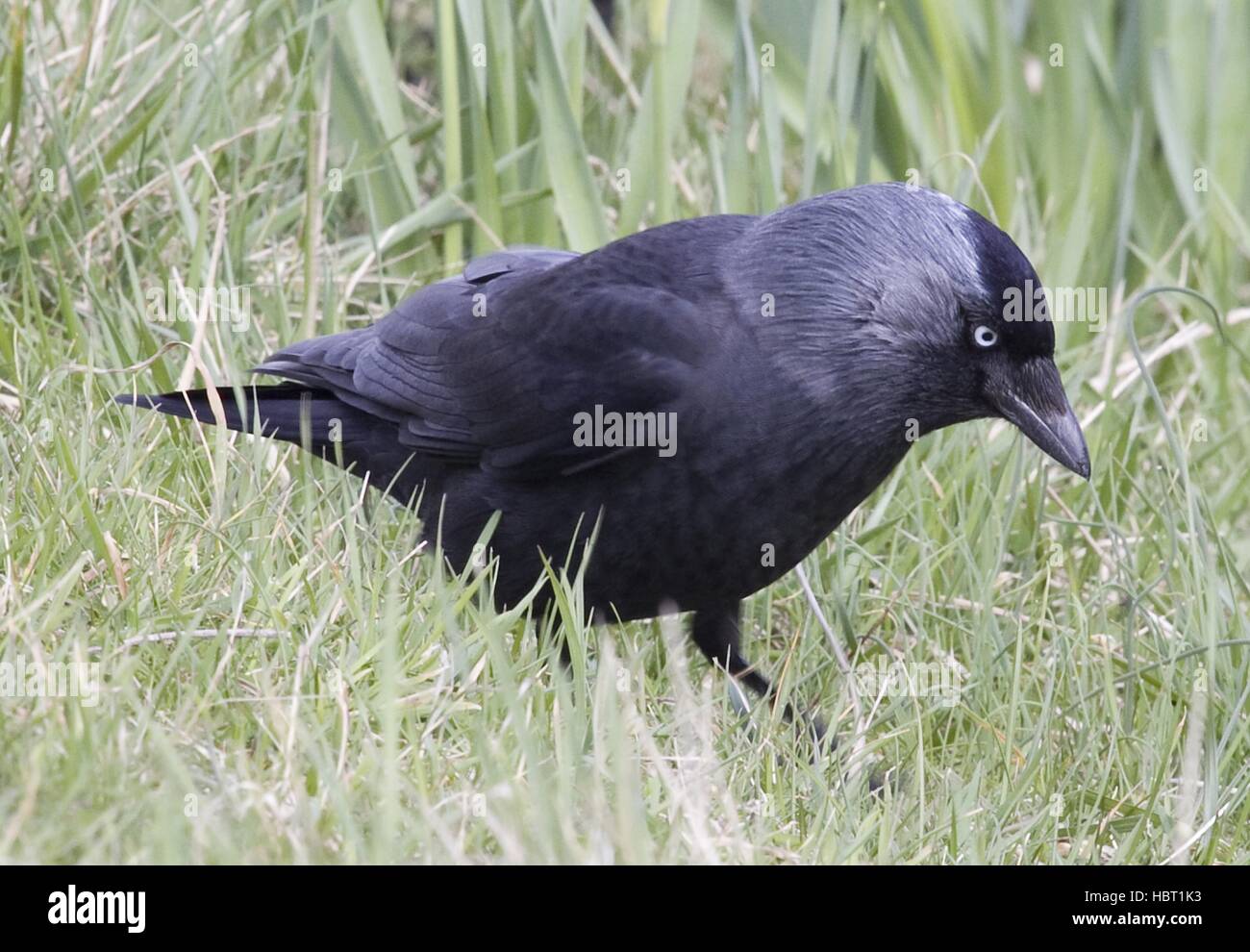Jackdaw western hi-res stock photography and images - Alamy
