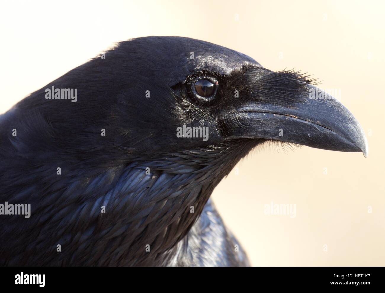 Northern raven hi-res stock photography and images - Alamy