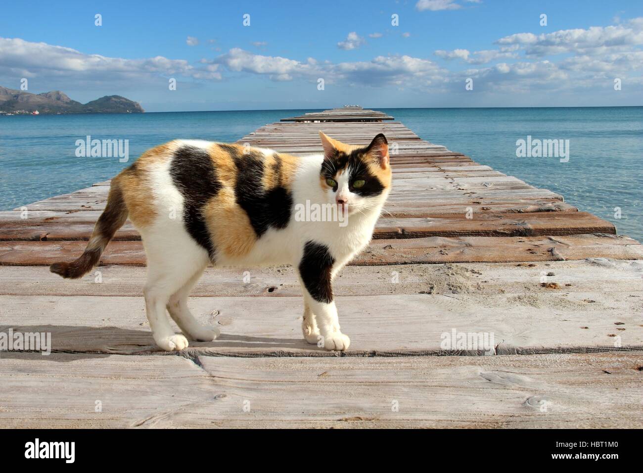 Calico cat hi-res stock photography and images - Alamy