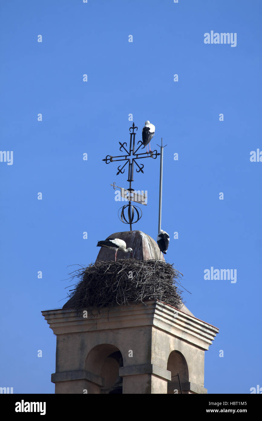 White stork in Castuera, Extremadura, Spain Stock Photo - Alamy