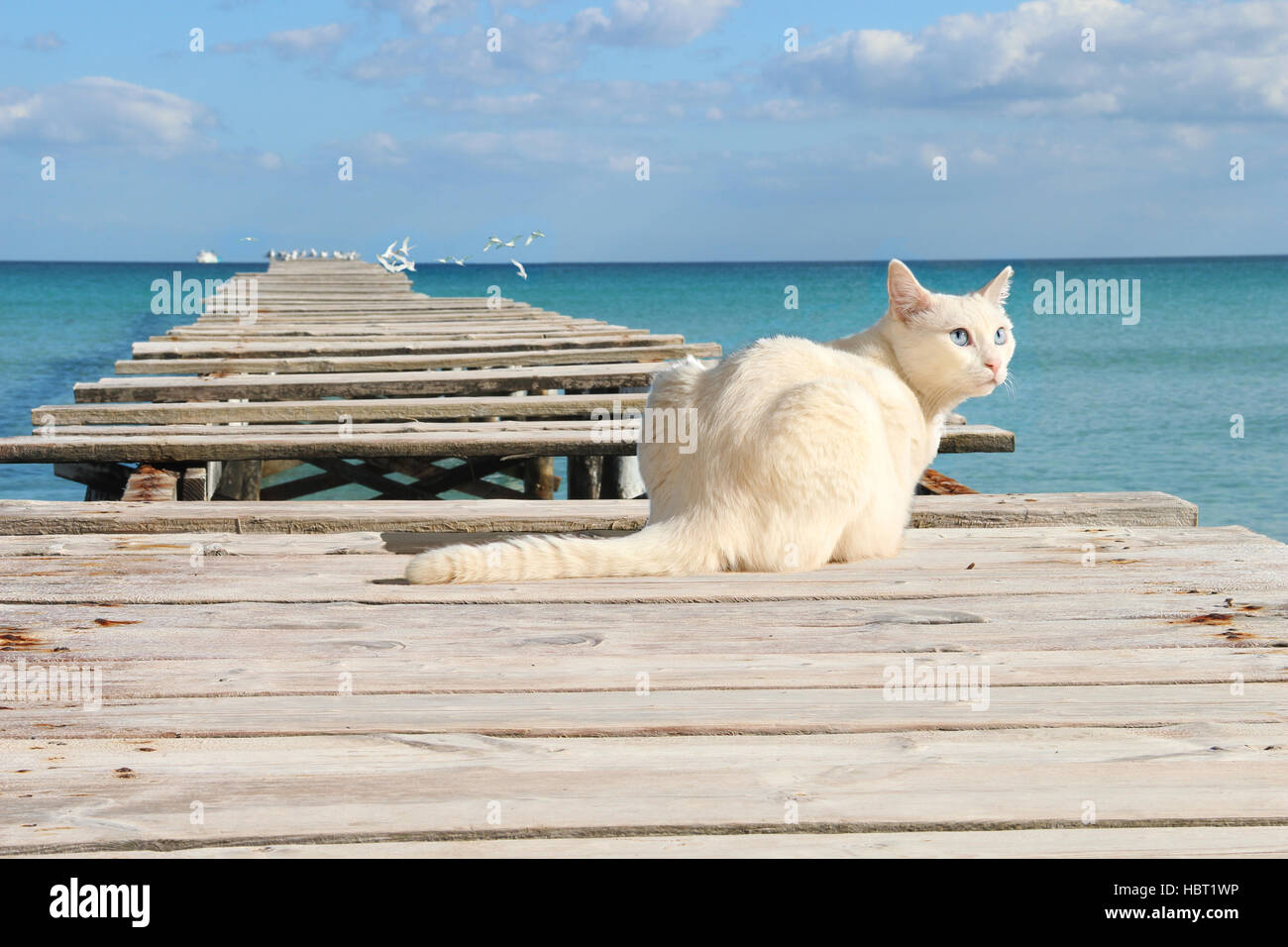 domestic cat, white, blue-eyed, lying on an old wooden jetty at the sea ...