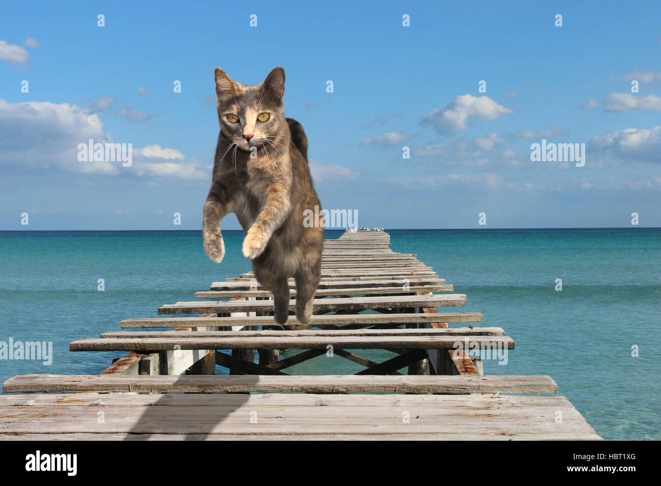 domestic cat, blue tortie, jumping over an old wooden jetty at the sea ...