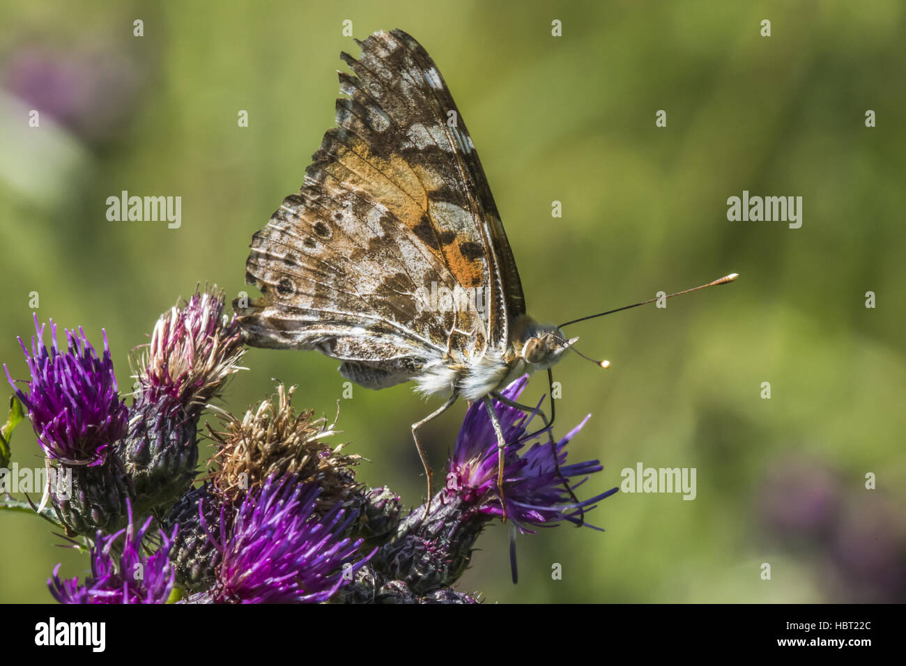 Cosmopolitan butterfly (Vanessa cardui Stock Photo - Alamy