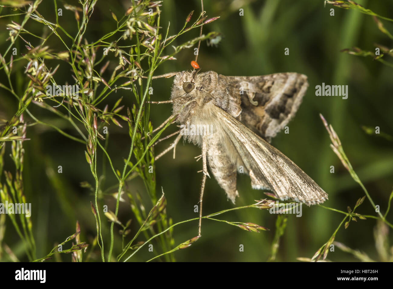 Silver y moth hi-res stock photography and images - Alamy