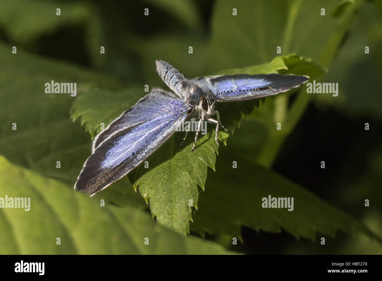 Silver-studded blue (Plebeius argus Stock Photo - Alamy