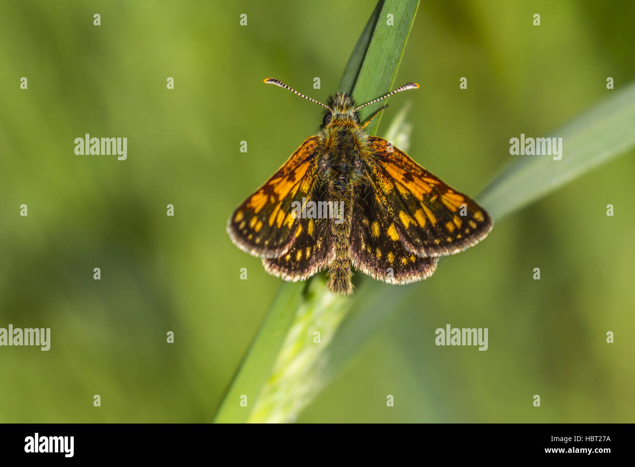 Arctic Moth High Resolution Stock Photography and Images - Alamy
