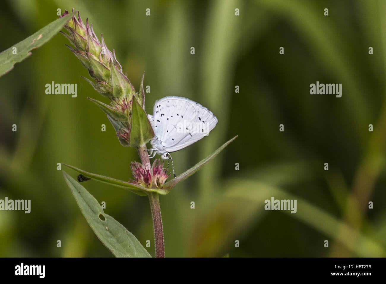 Holly blue moth hi-res stock photography and images - Alamy