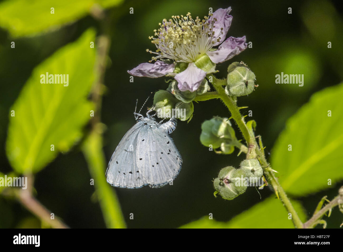 Hill hedge blue (Celestrina argiolus Stock Photo - Alamy