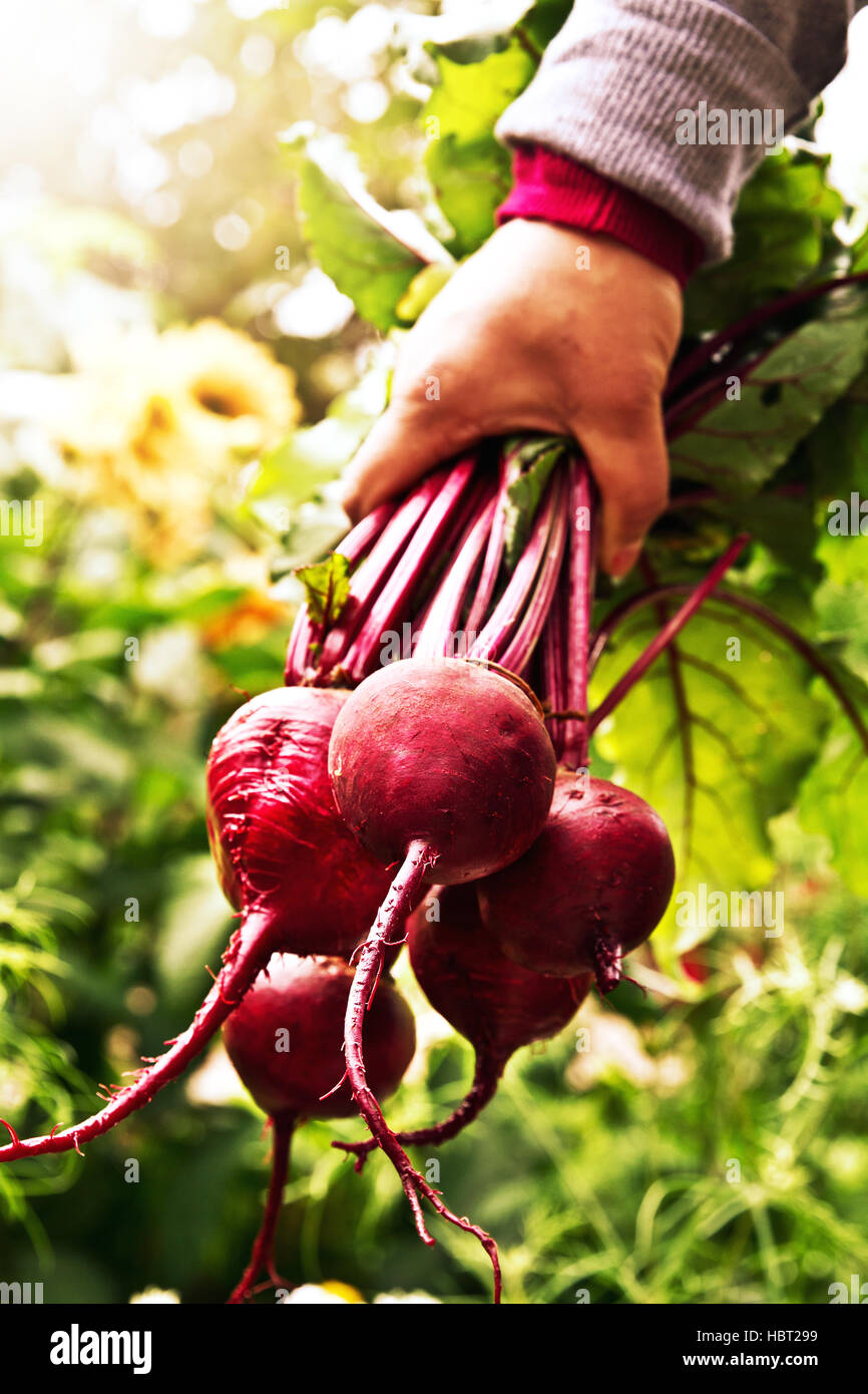 Unknown person holding bunch of fresh beetroot. Beetroot Stock Photo ...