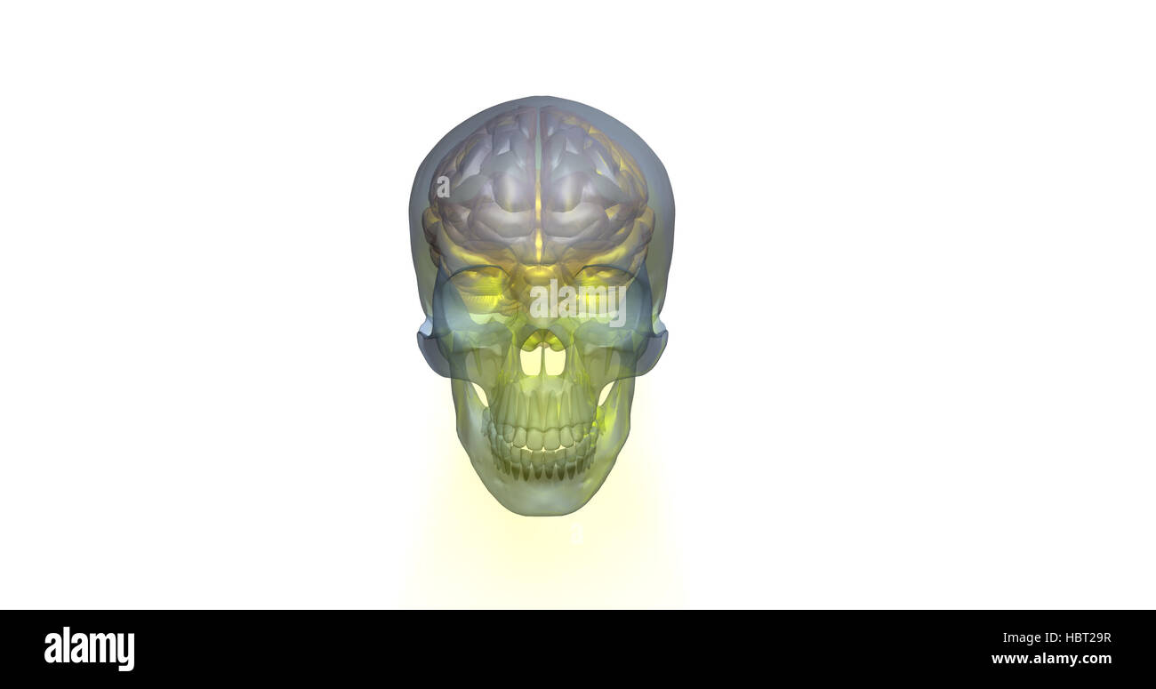 Transparent human skull and brain with internal yellow glow. 3d ...