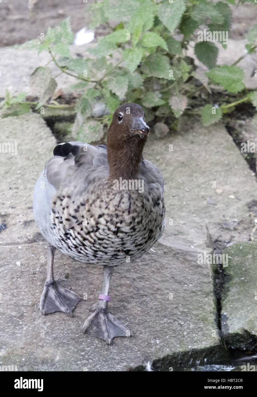 Mahnenente hi-res stock photography and images - Alamy