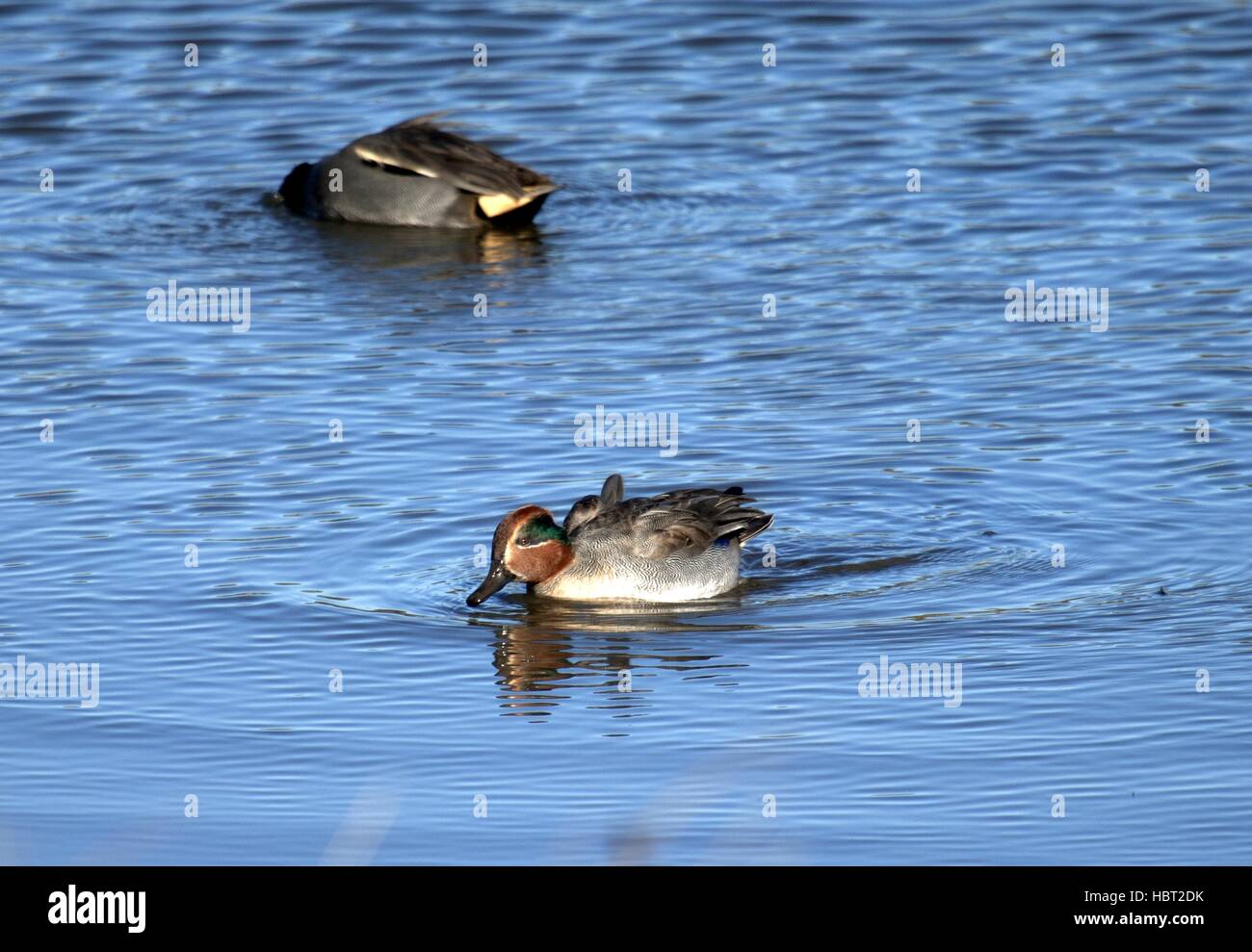 Common teal hi-res stock photography and images - Alamy