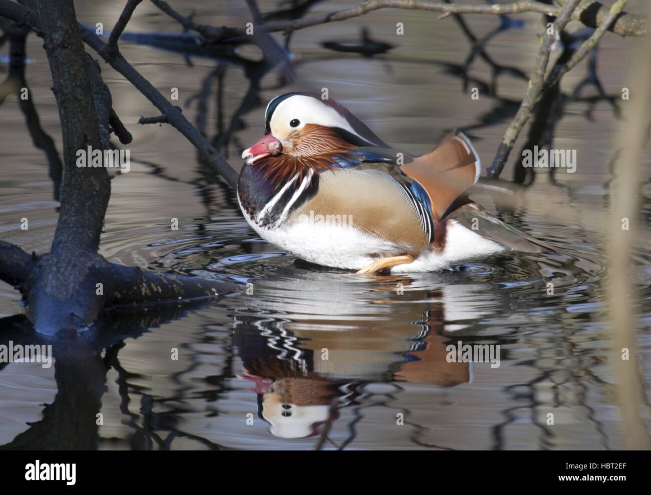 Ente duck hi-res stock photography and images - Alamy