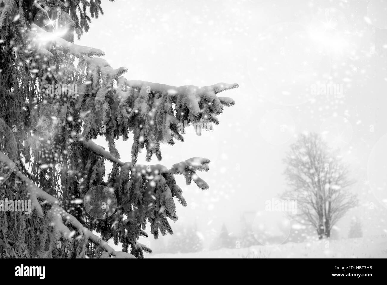 Christmas background with snowy fir trees and snowfall Stock Photo - Alamy