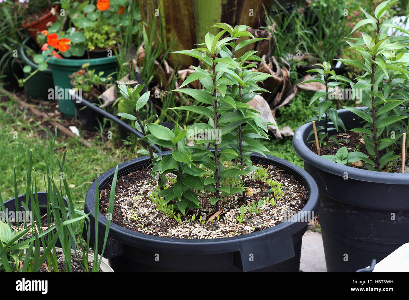 Potted lilies hi-res stock photography and images - Alamy