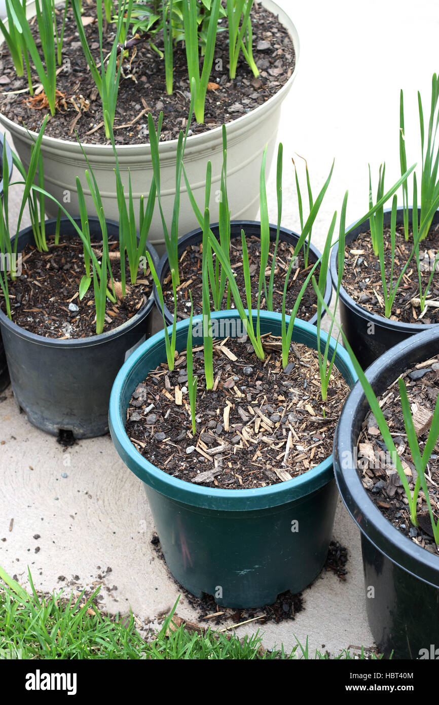 Growing Jonquils in a pot Stock Photo - Alamy