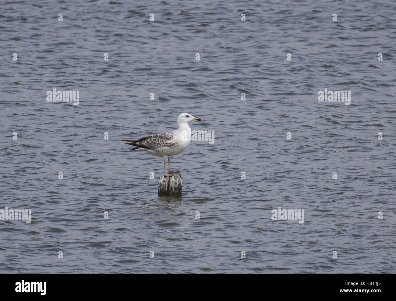 Corbu romania hi-res stock photography and images - Alamy