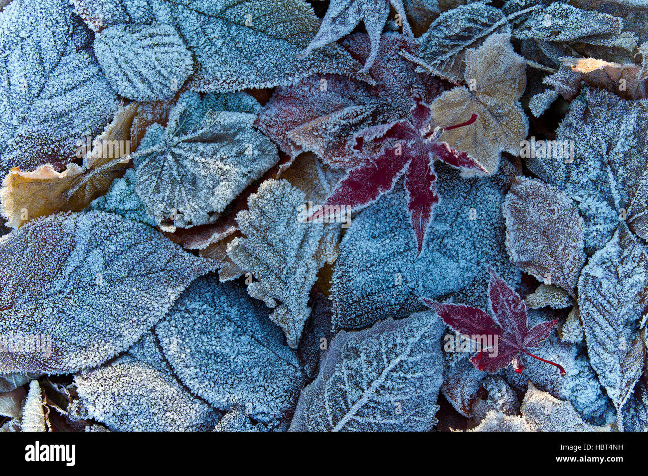 Fall leaves on frost. Frosty leaves. Sign of winter approaching Stock ...