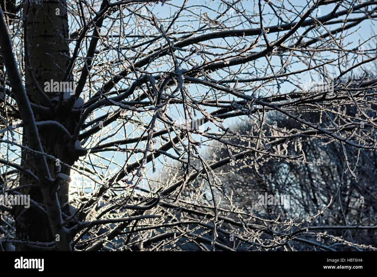 winter snow covered tree branches Stock Photo - Alamy
