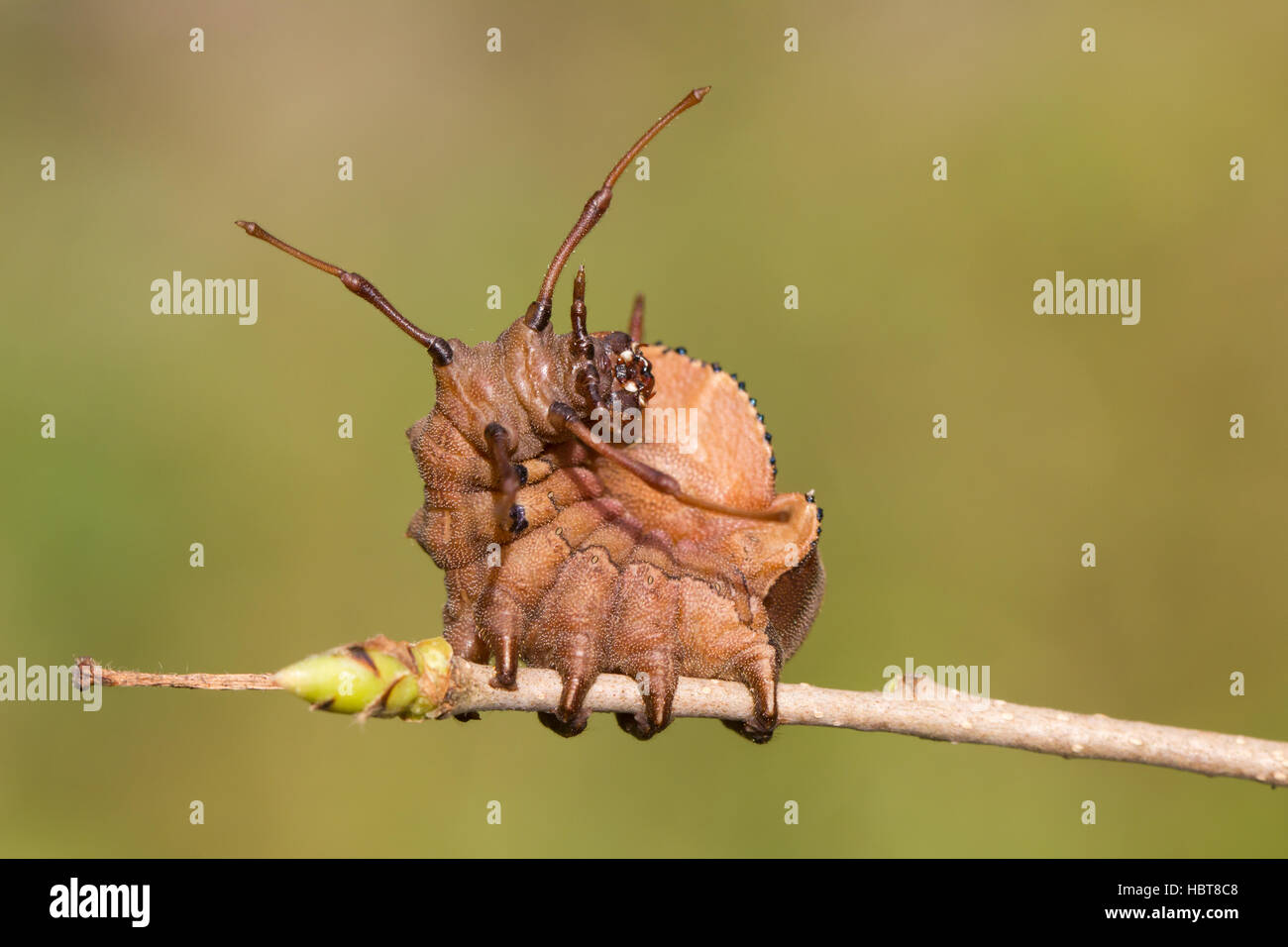 Lobster moth larvae Stock Photo - Alamy