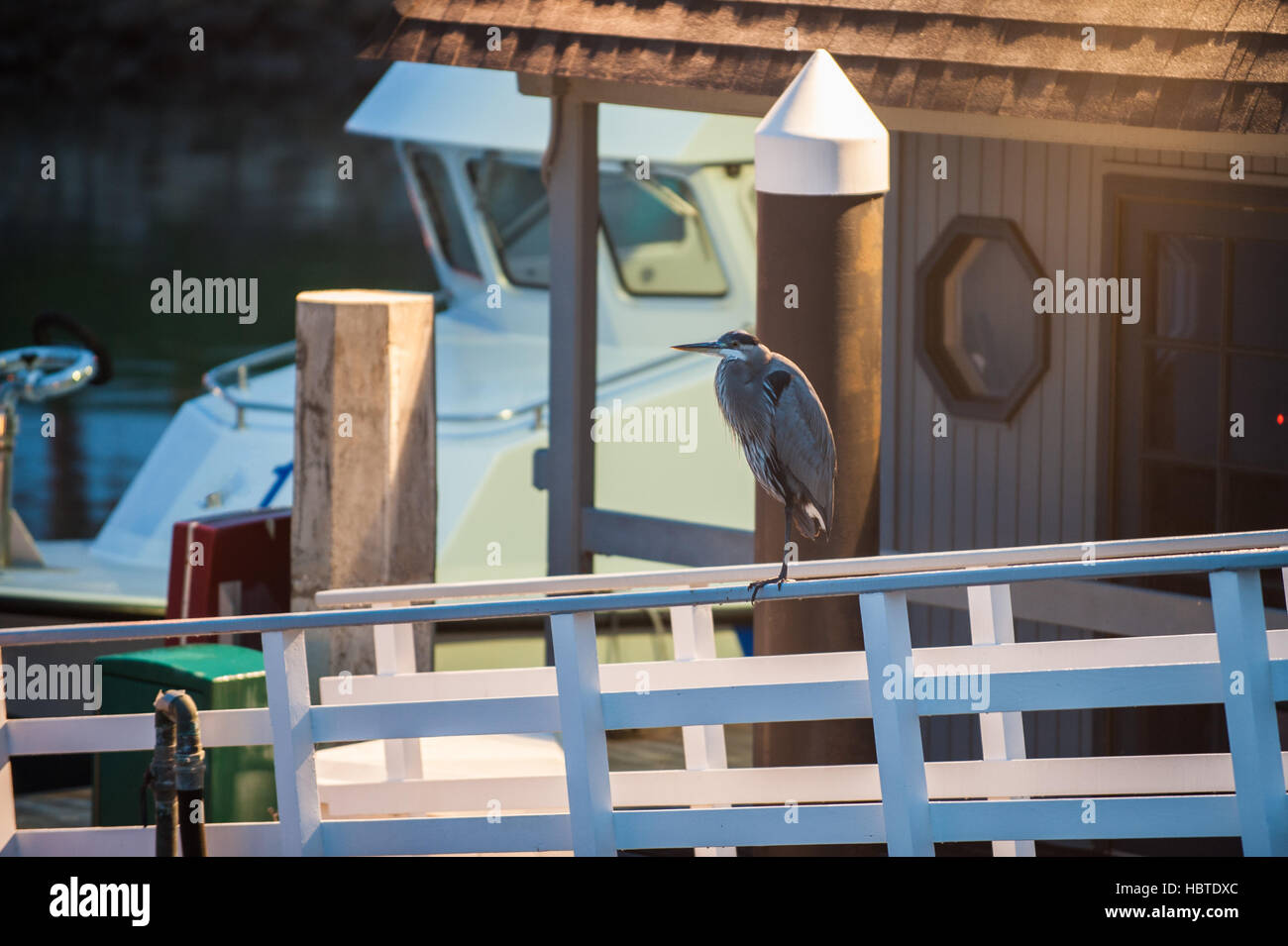 Blue Heron bird perched on one leg on wooden handrail Stock Photo - Alamy