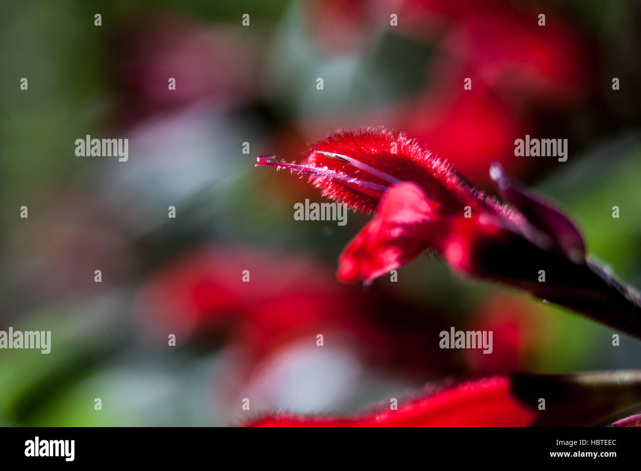 Bright red salvia microphylla hi-res stock photography and images - Alamy