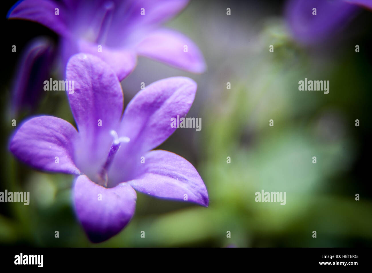 Adria bellflower hi-res stock photography and images - Alamy