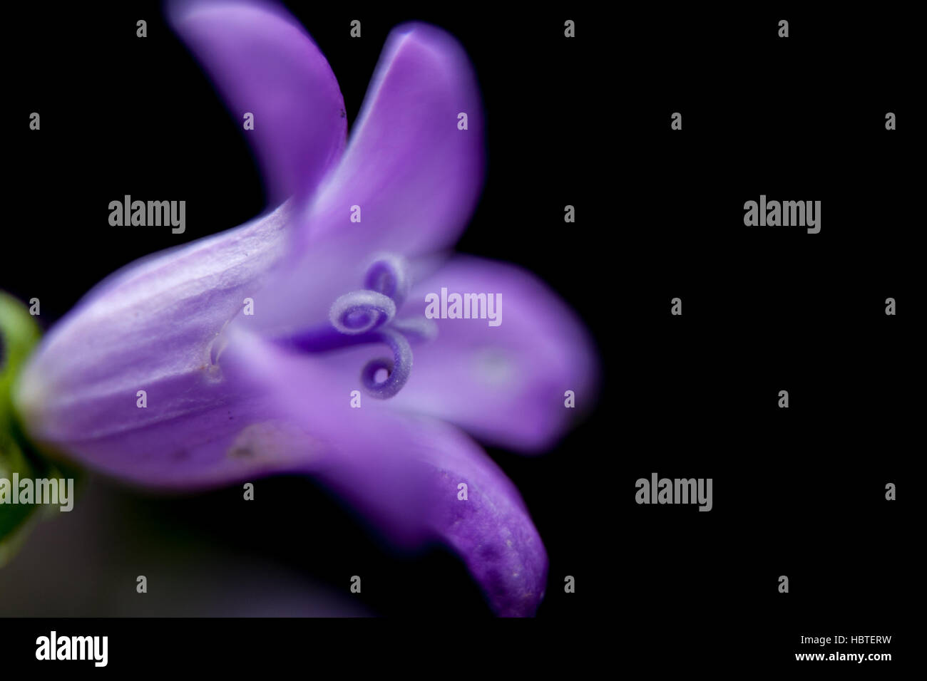 Adria bellflower hi-res stock photography and images - Alamy