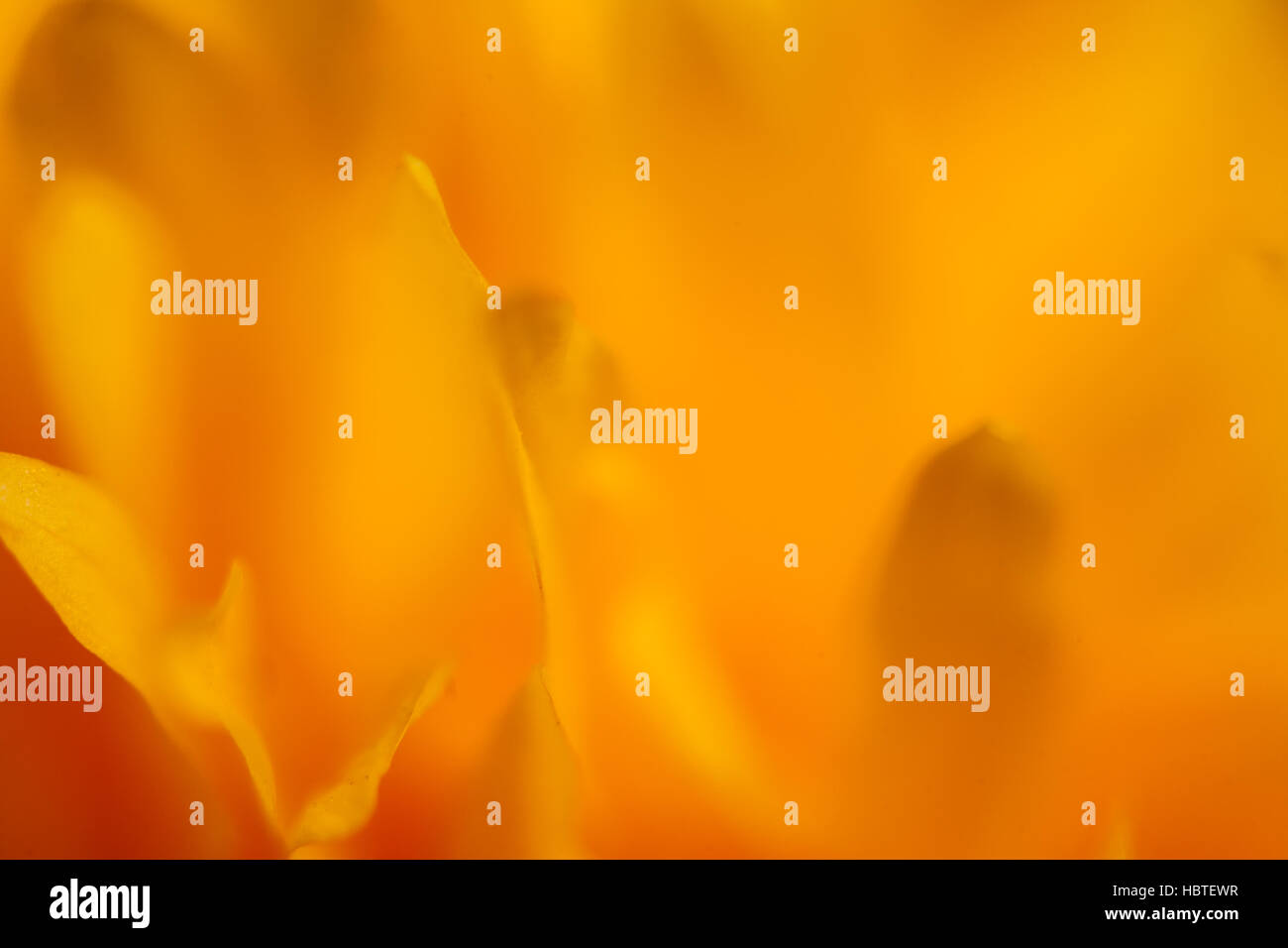 Yellow flower background Stock Photo - Alamy