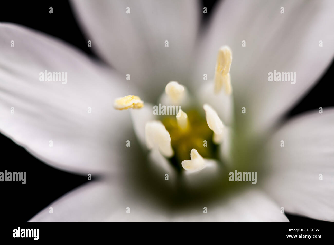 Kerry lily hi-res stock photography and images - Alamy