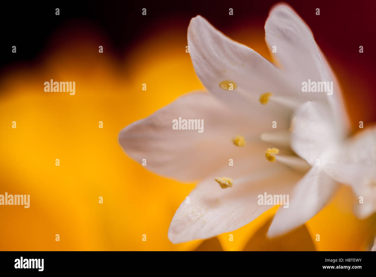 Kerry lily hi-res stock photography and images - Alamy