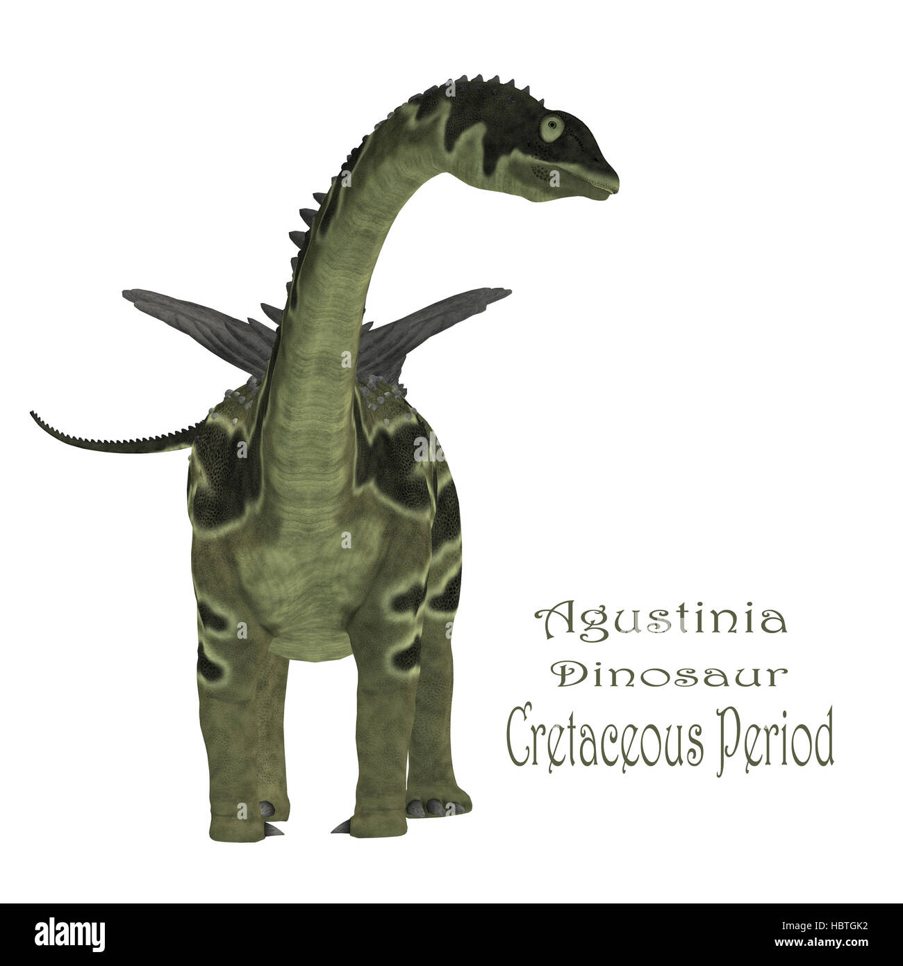 Agustinia was a herbivorous sauropod dinosaur that lived in South ...