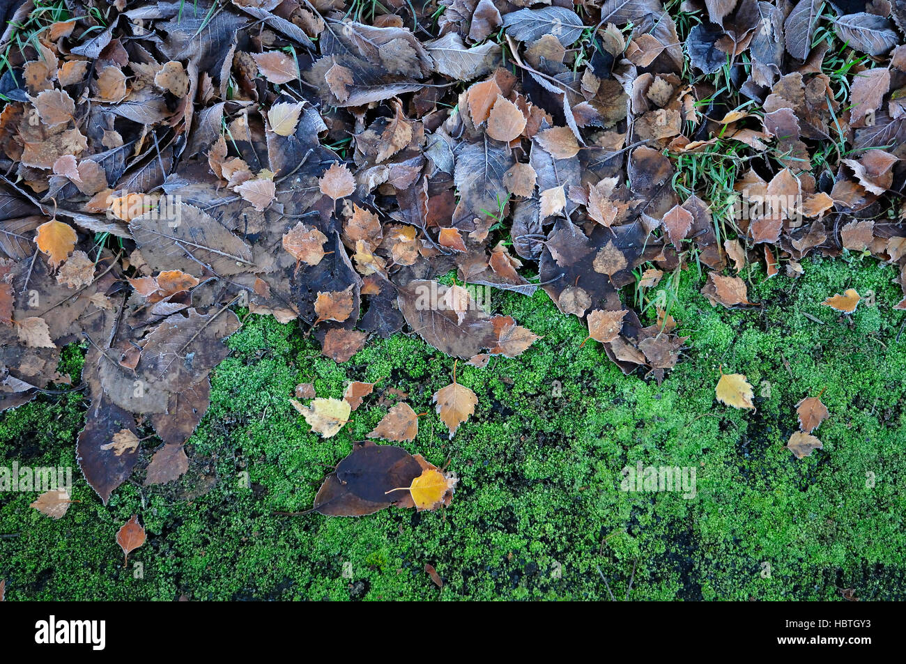 Odd leaves hi-res stock photography and images - Alamy