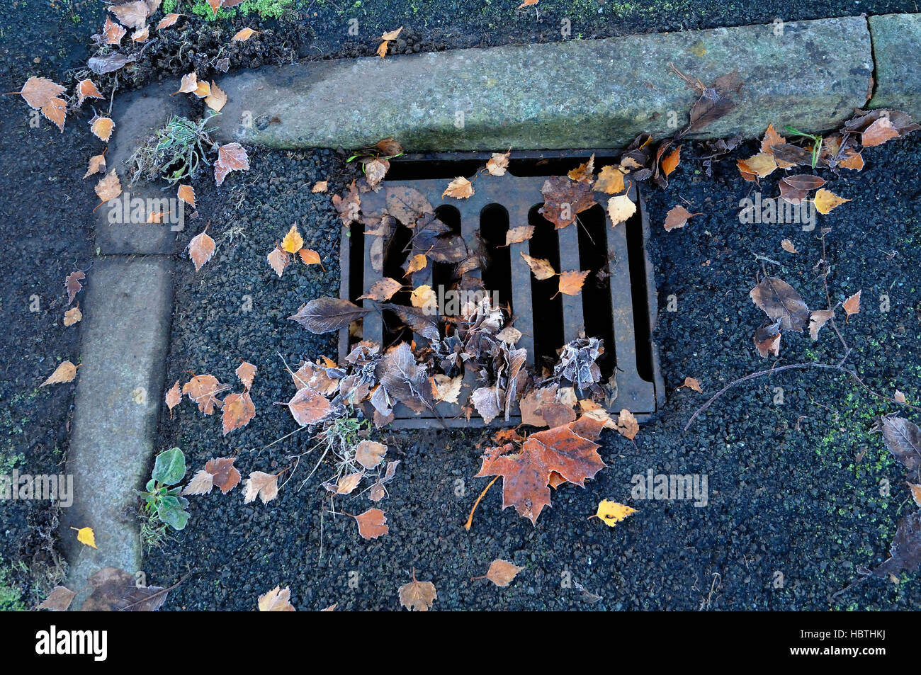 Fallen leaves drain hi-res stock photography and images - Alamy