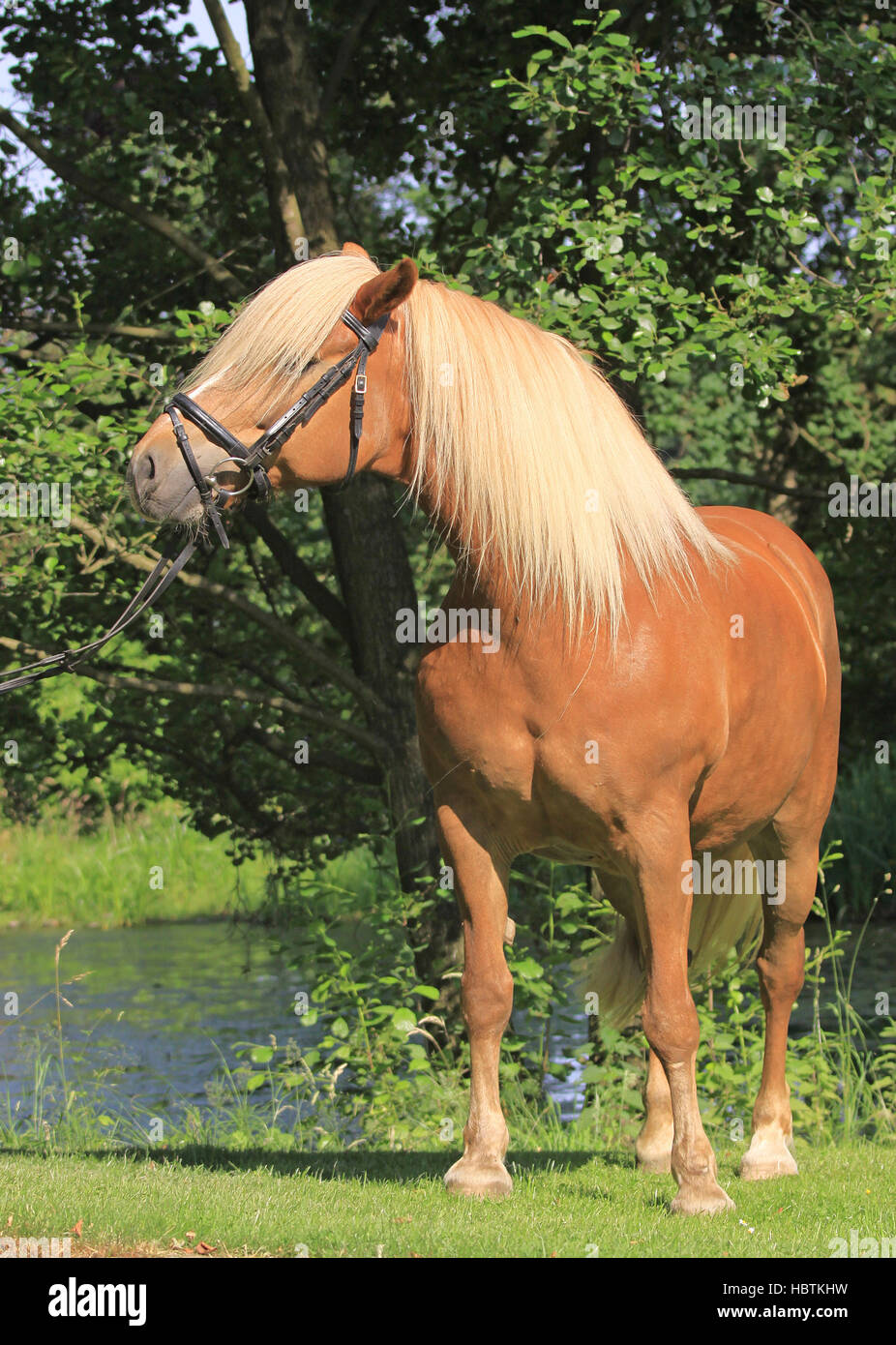 Arabian horse haflinger hi-res stock photography and images - Alamy