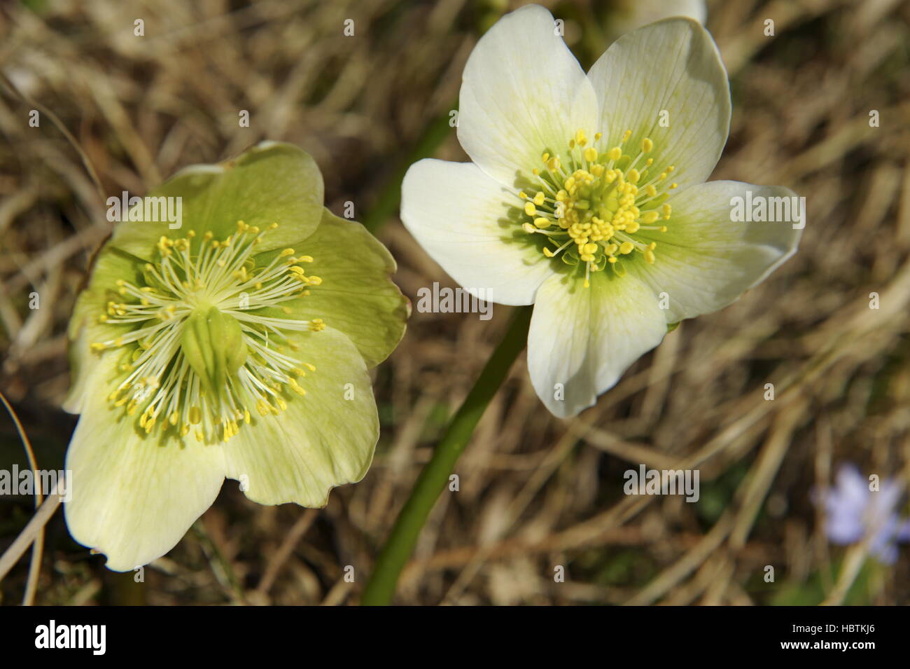 Winter rose hi-res stock photography and images - Alamy