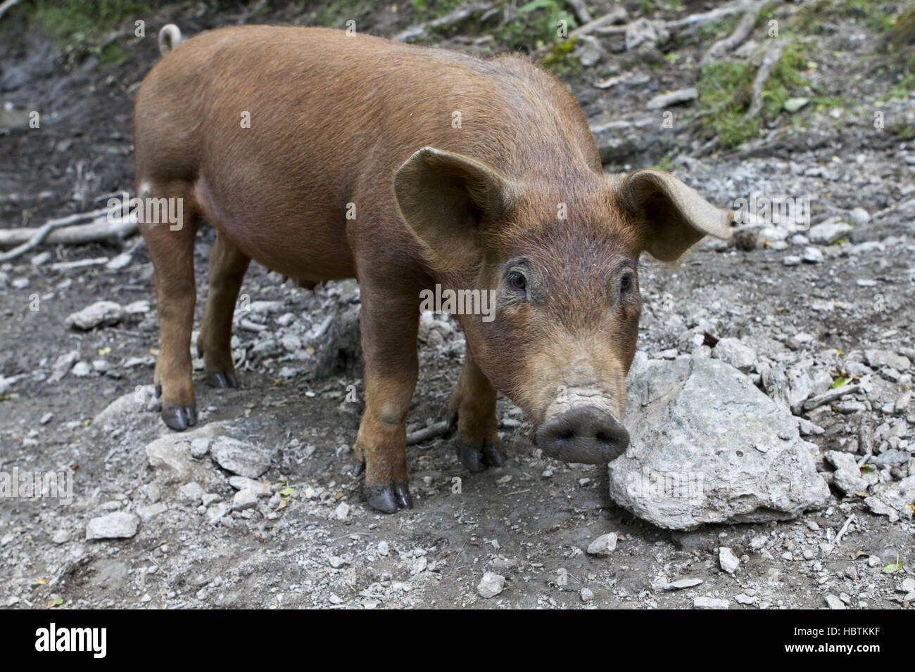 Laufschwein hi-res stock photography and images - Alamy