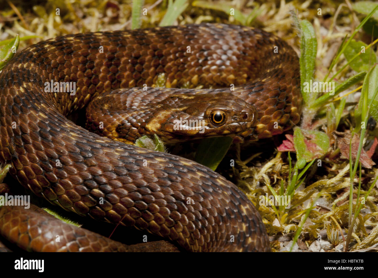 viperine water snake Stock Photo - Alamy