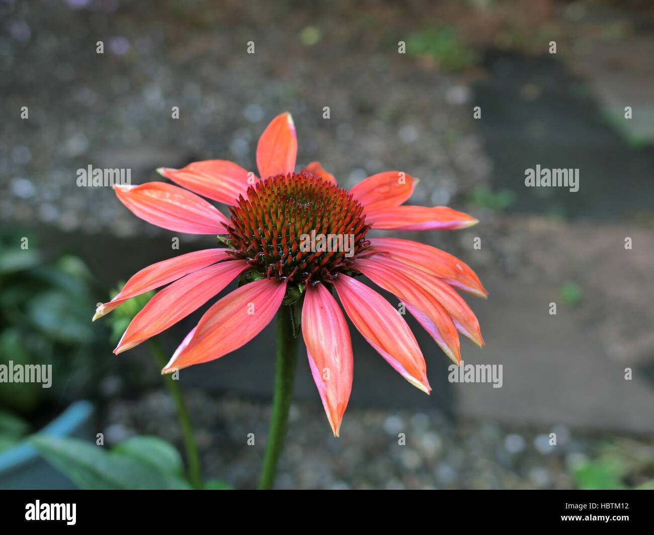 Echinacea x hybrida 'Cheyenne Spirit' in Flower Stock Photo - Alamy