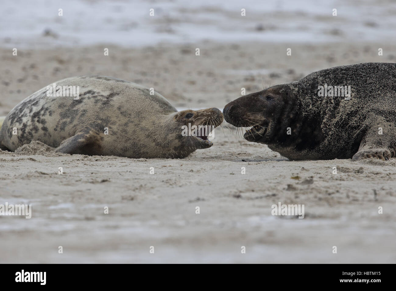 Juvenile male seal hi-res stock photography and images - Alamy