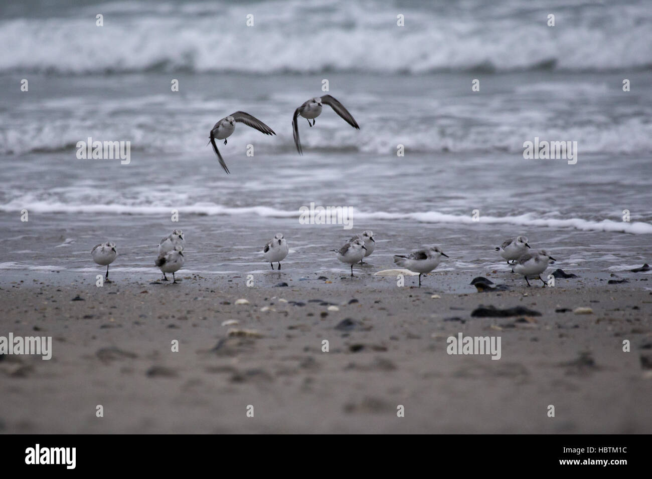 Sanderlings hi-res stock photography and images - Alamy