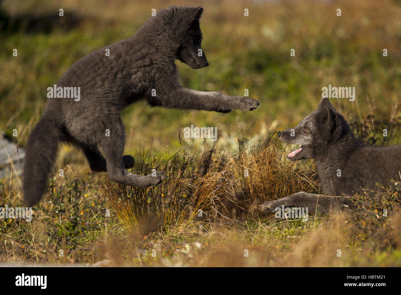 Jumping arctic fox Stock Photo - Alamy