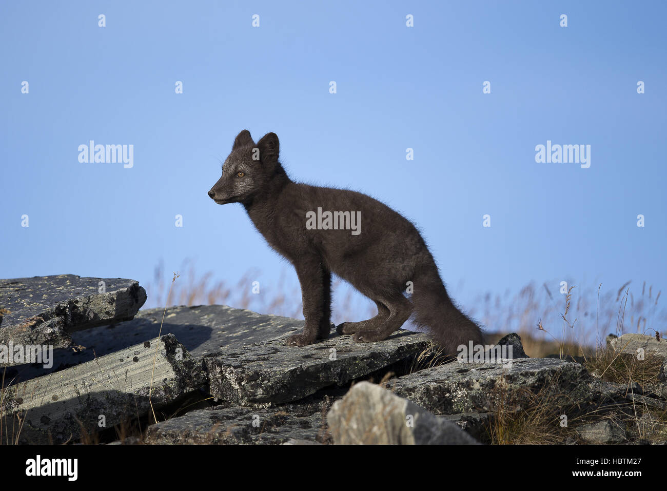 Blue phase fox hi-res stock photography and images - Alamy