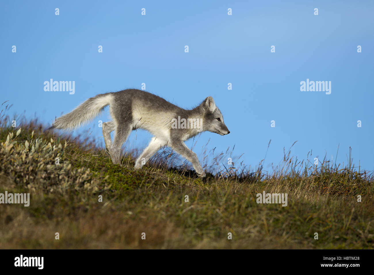 Arctic fox running hi-res stock photography and images - Alamy