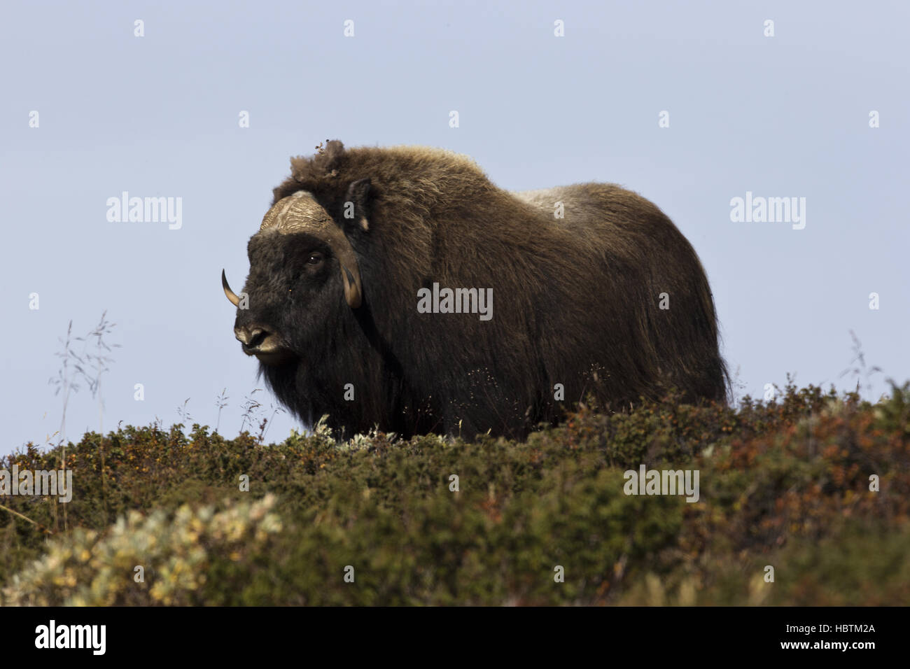 musk ox bull Stock Photo - Alamy