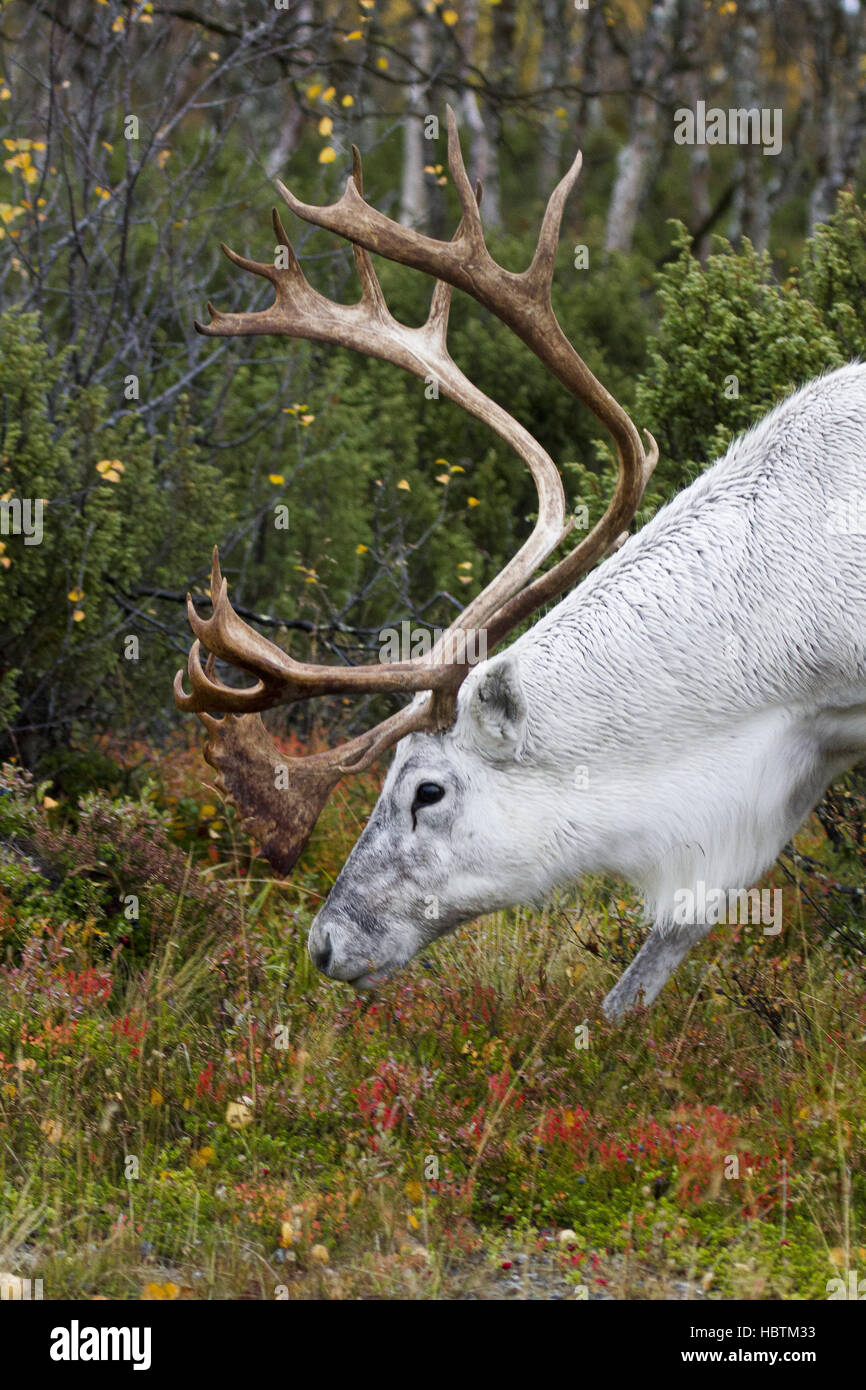 Reindeer bull head Stock Photo - Alamy