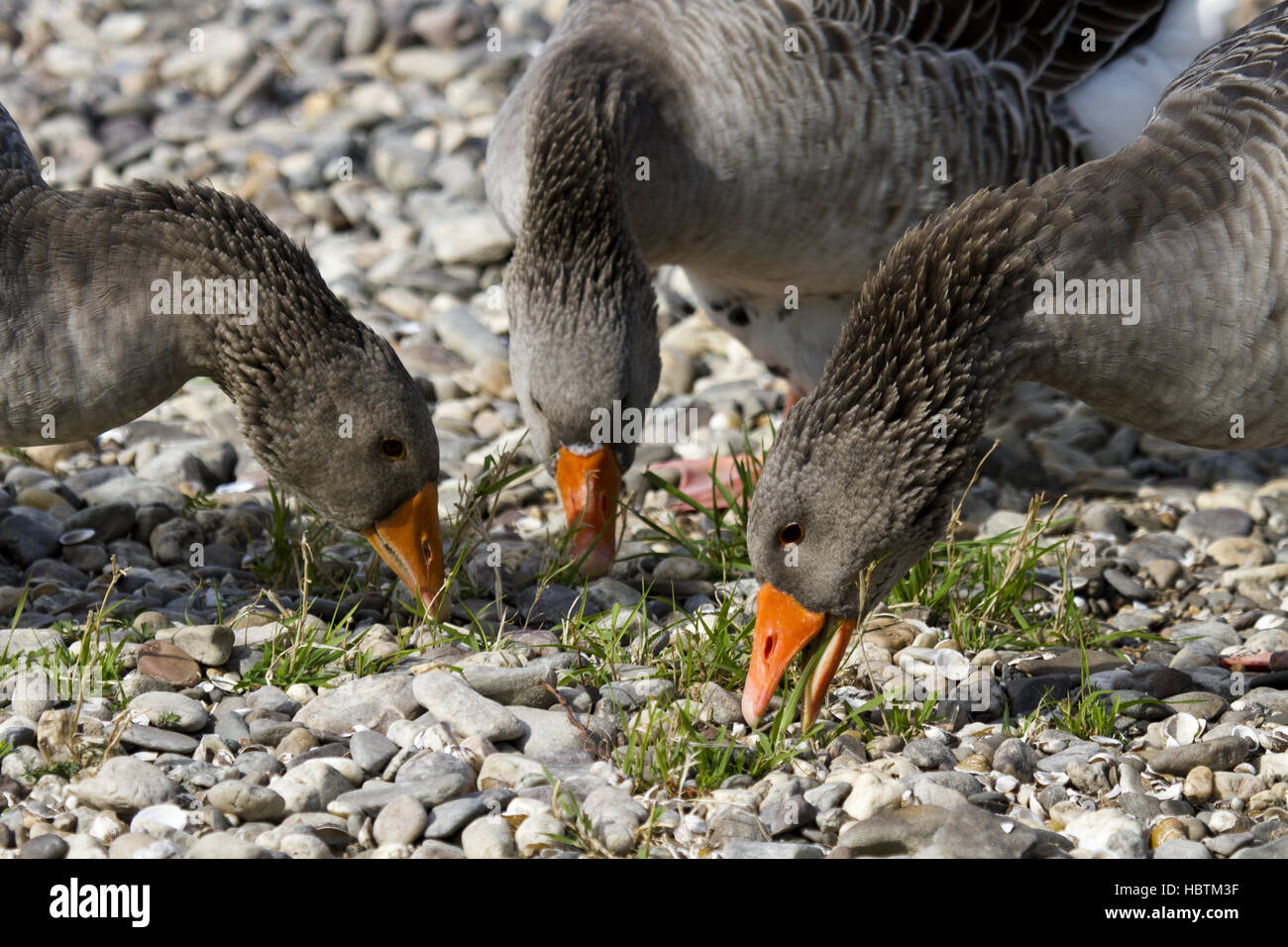 eating greylag goose Stock Photo - Alamy