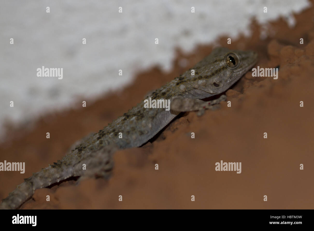 Moorish wall gecko crocodile hi-res stock photography and images - Alamy