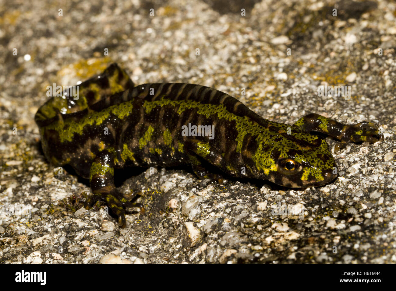 Marbled newt hi-res stock photography and images - Alamy